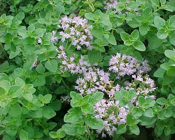 DI TUTTO UN PIN : ORIGANO