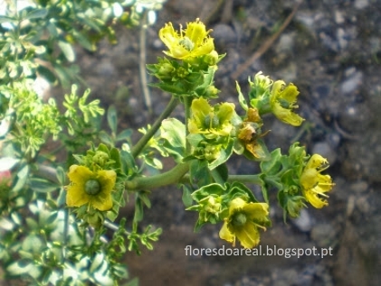Plantas e Flores do Areal: Ruta chalepensis L.