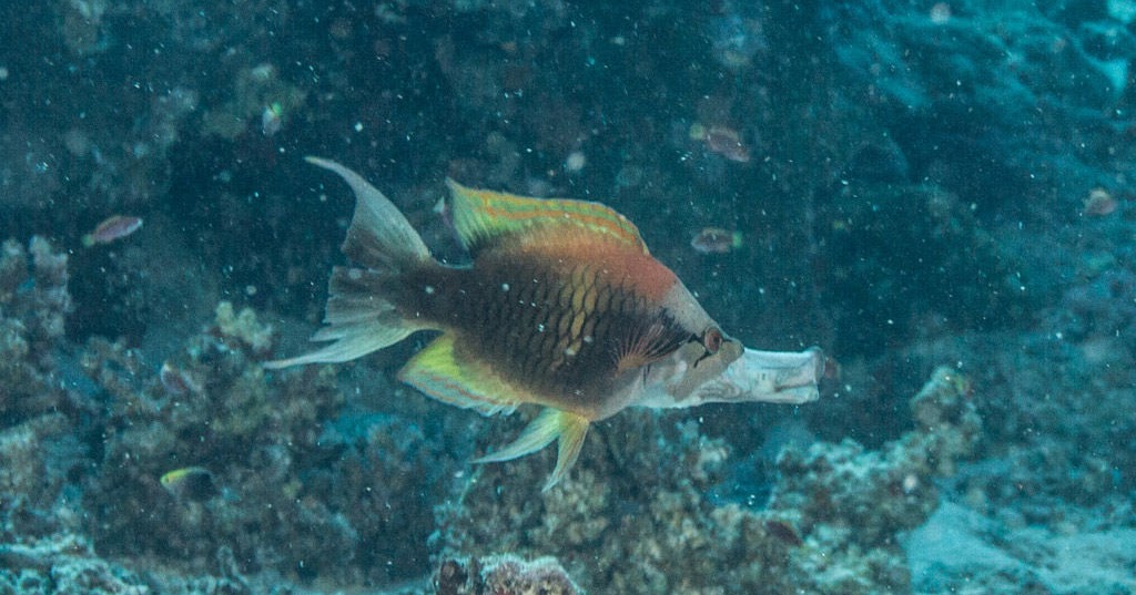 Real Monstrosities: Slingjaw Wrasse