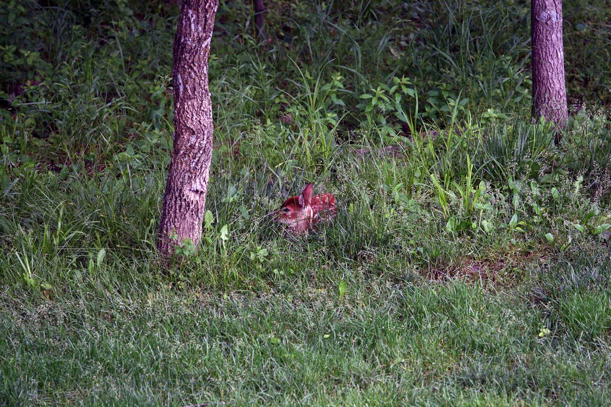 John and Sigrid's Adventures: Our New Baby Deer John and Sigrid's Adventures: Our New Baby Deer