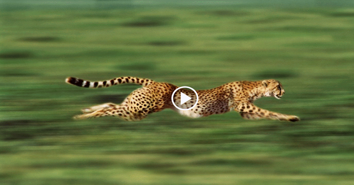 TOP 5 FASTEST ANIMALS IN THE WORLD | WATCH MORE | - MZILIKAZI