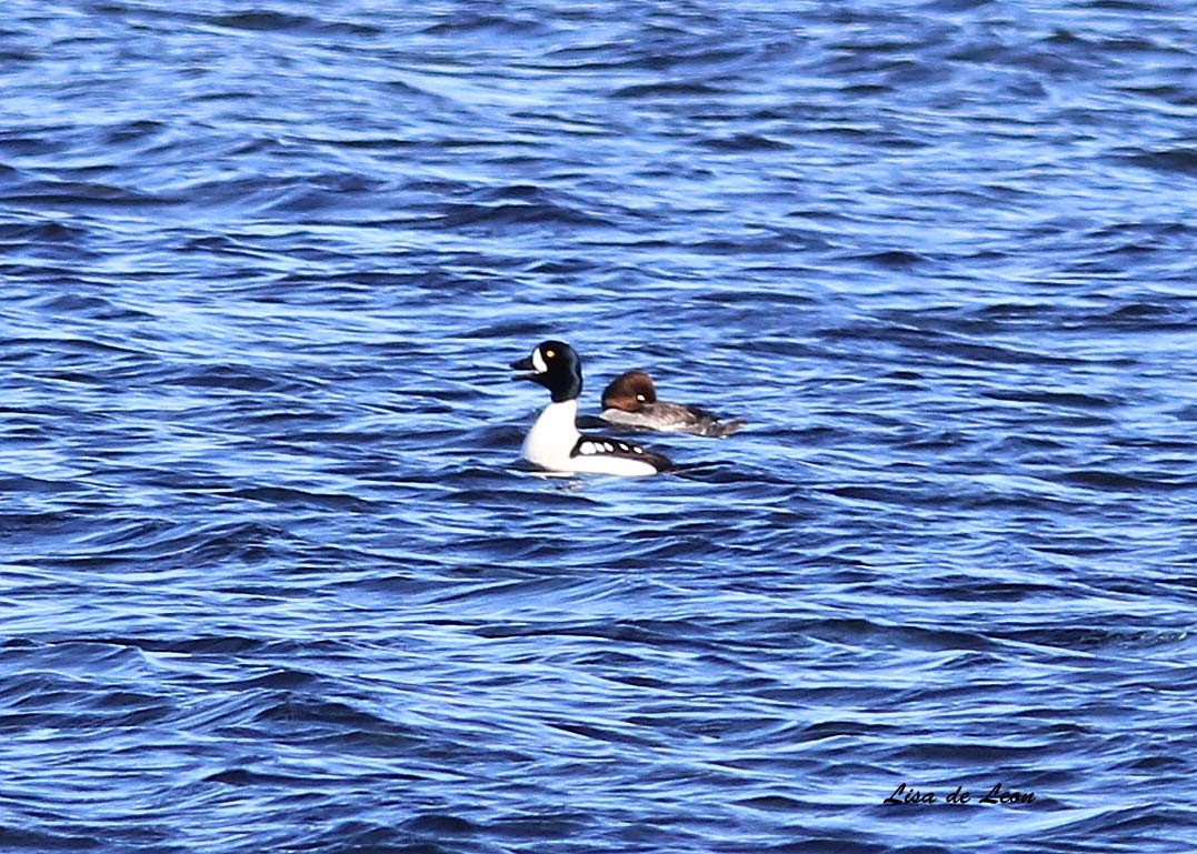 Birding with Lisa de Leon: Barrow's Goldeneye and Barrow's/Common Hybrid