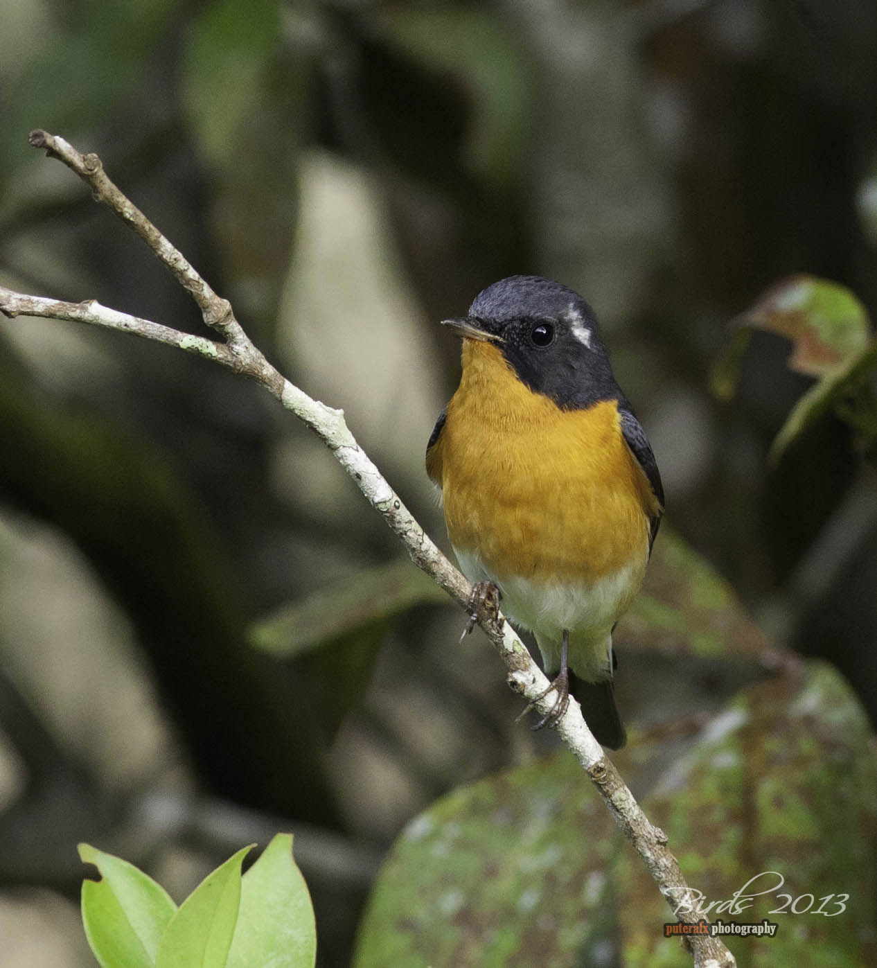 My Birds Photography: Mugimaki Flycatcher (Ficedula mugimaki) - Male