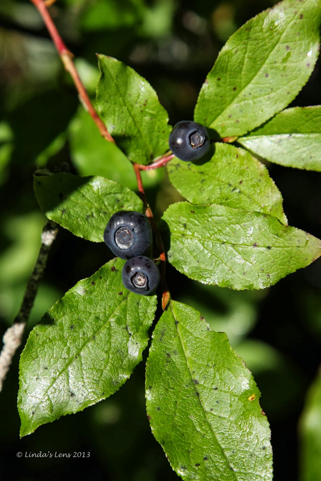 Linda's Lens: Huckleberry Heaven