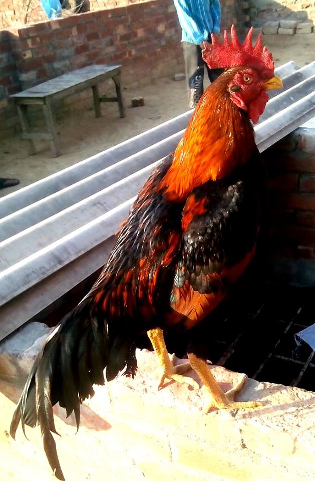 The Best Bhaingam Aseel - Pictures | Raja Asil