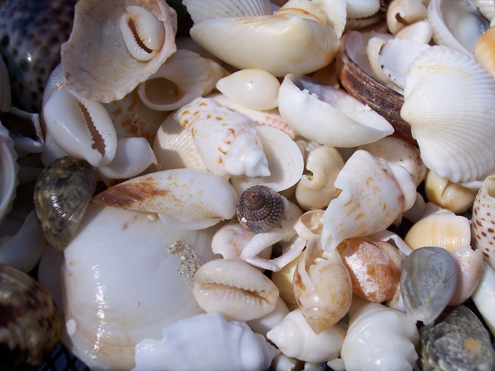 SeaShellsbySeashore's The Shell Lady: Shells of Palau