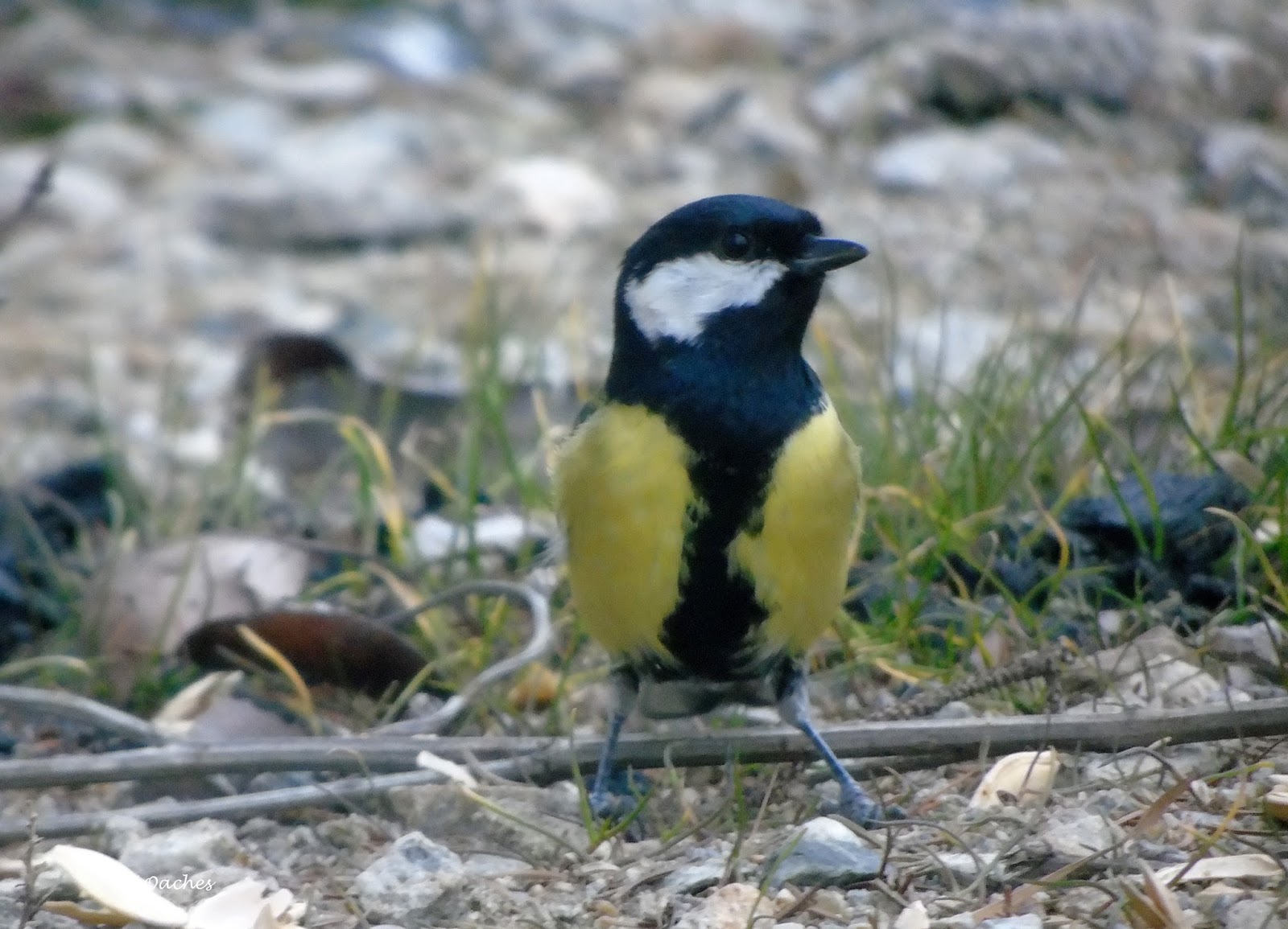 PASARI DIN ROMANIA: PITIGOI MARE, Parus major