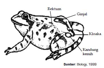 BIOLOGY KELAS 11 SEMESTER 2: SISTEM EKSKRESI