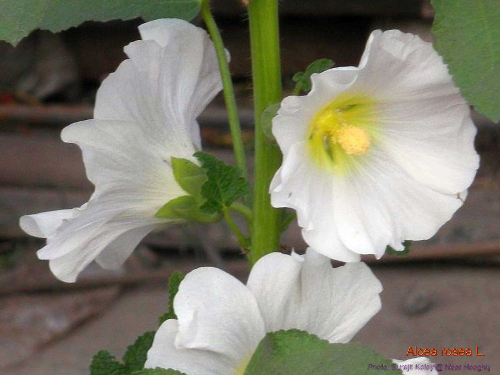 Medicinal Plants: Alcea rosea Hollyhock Gulkhaira stockros shu kui