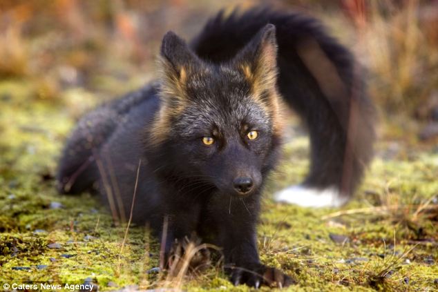 White Wolf : Extremely rare – and extremely curious: Photographer ...