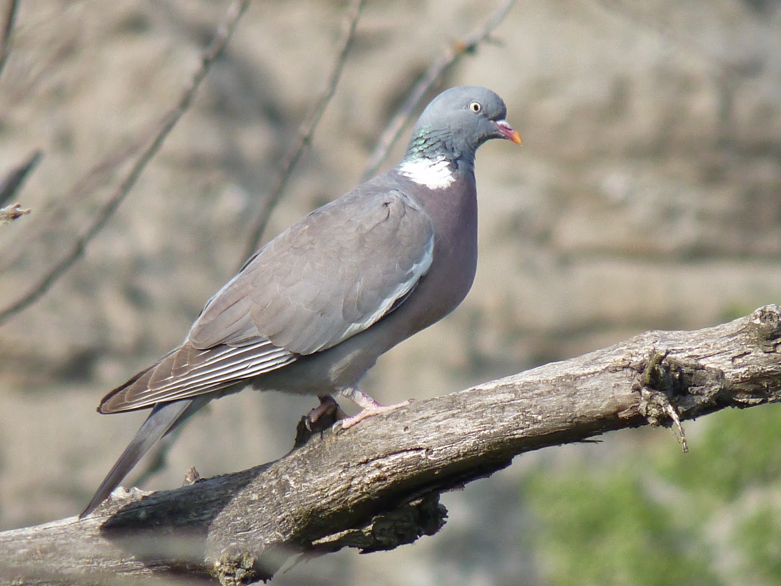 Pajareando en Zaragoza: Palomas torcaces: del monte a la ciudad