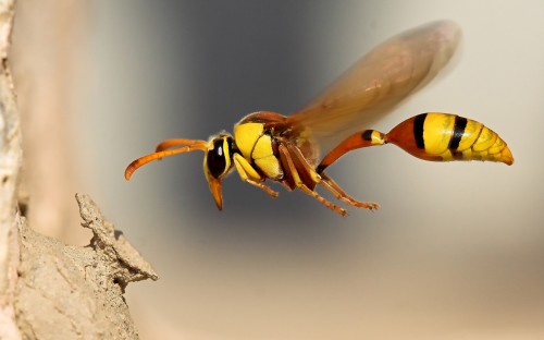 Hornet | The Life of Animals