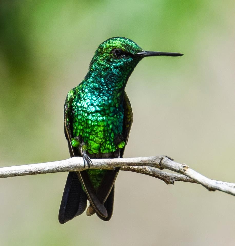 Hiking Curaçao - Flora and Fauna: Blue-tailed Emerald - Hummingbird ...