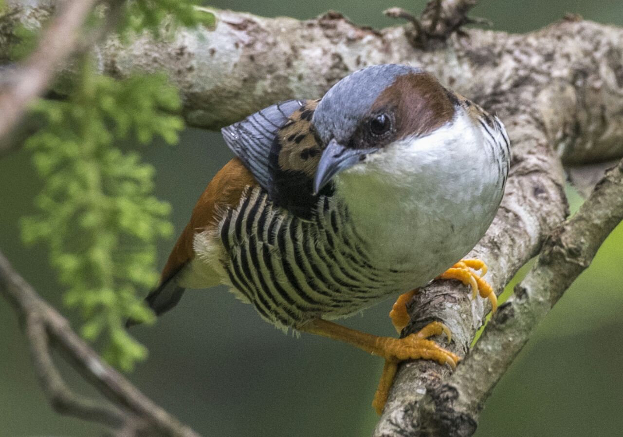 SHARING OPINION: BIRDS OF ARITAR & SIKKIM