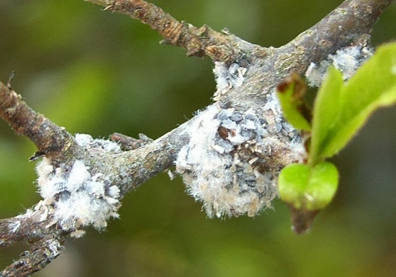 The Fruit Growing Expert: Apples pests and diseases identifyer