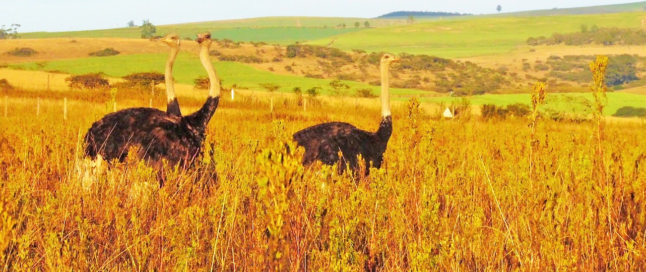 THE BIRDS: TALA NATURE RESERVE AND SURROUNDS