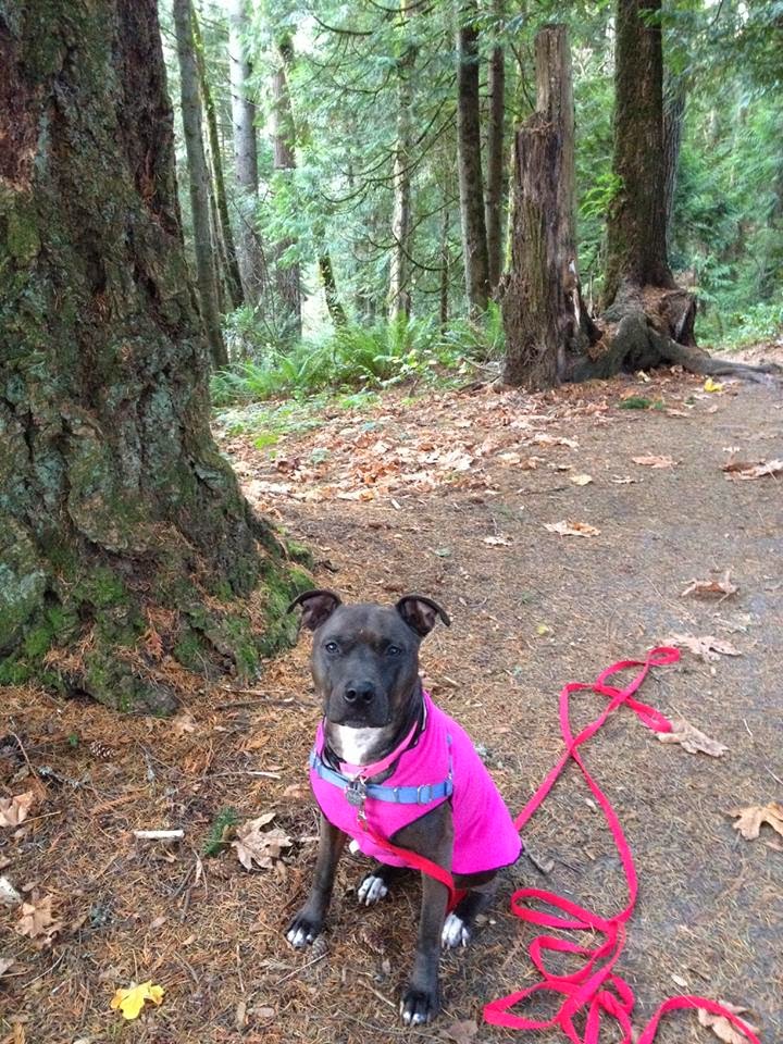 Shelter Dogs of Portland: "LEXI" the most lovely little pittie