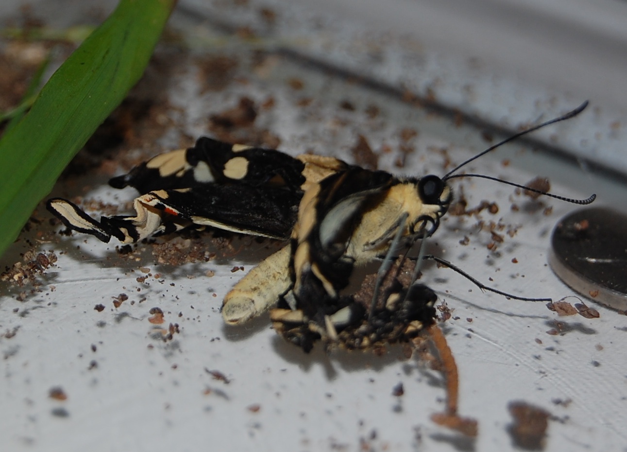 The Meaning of Life in 365 Days: June 12, 2011 ~ Day 184 Dying Butterfly