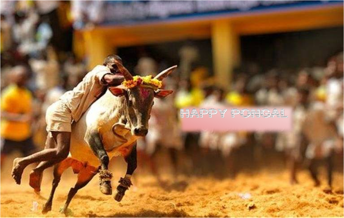 NFPE SALEM EAST: HAPPY MATTU PONGAL - 2014