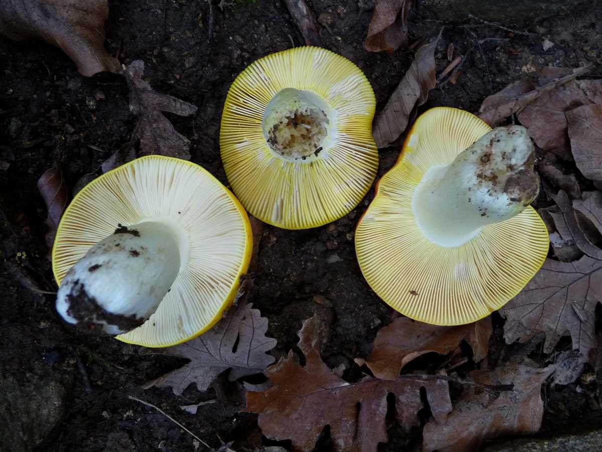 r o b i n 's y a r d: Russula