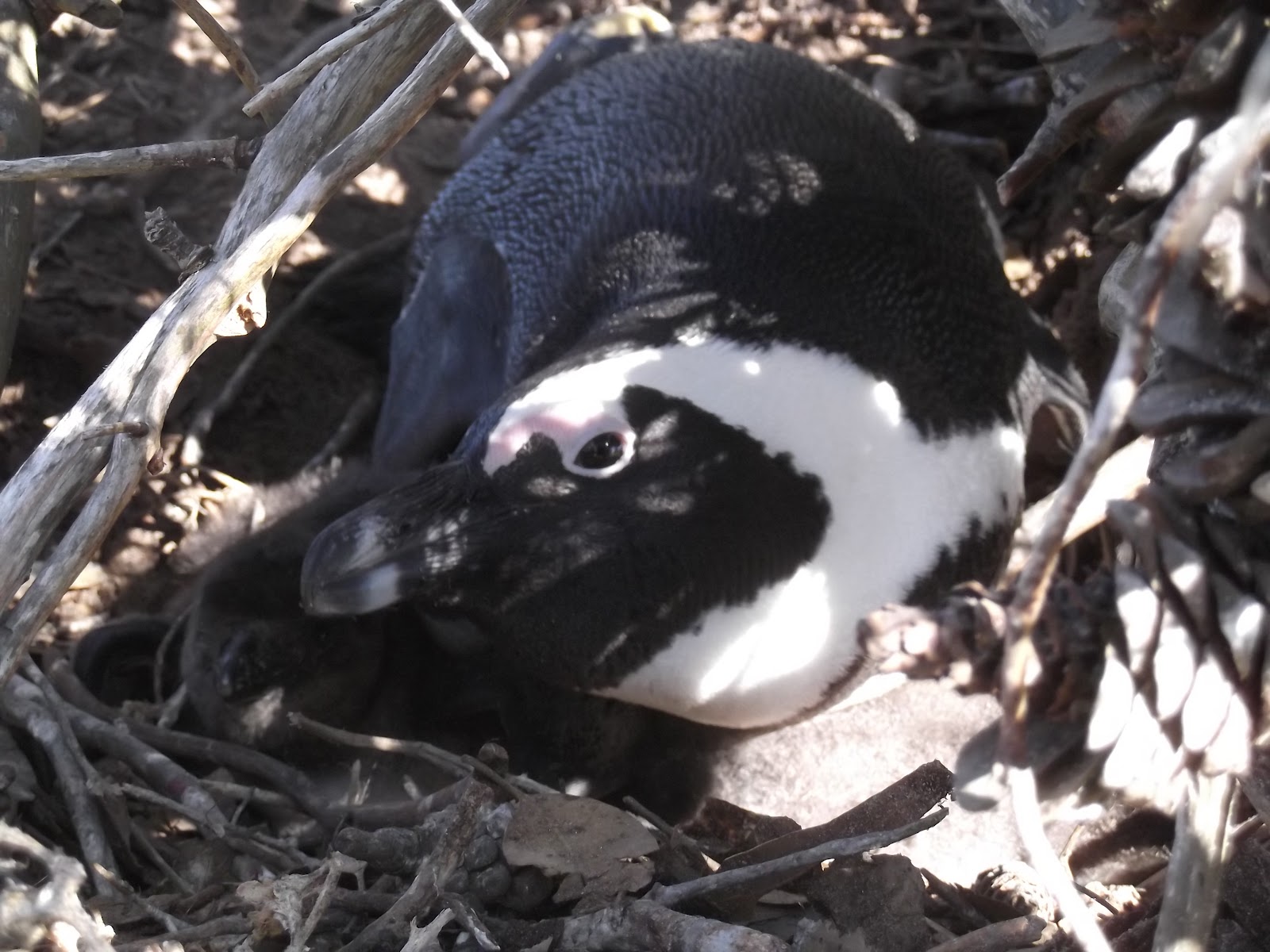 Robben Island Penguin Tracks: Loggerbirds back