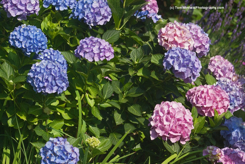 Tom Winfield Photography: May 2013