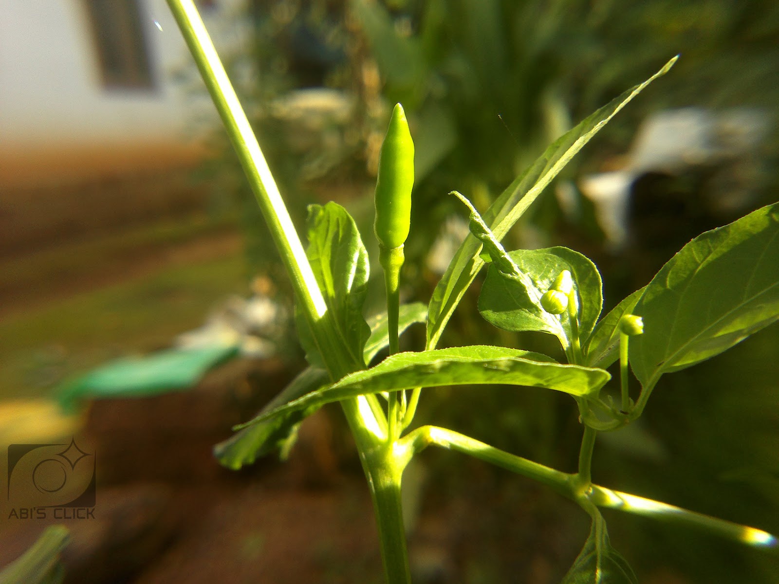 Medicinal Plants: Birds Eye Chilli (Kanthari Mulaku) കാന്താരി മുളക്
