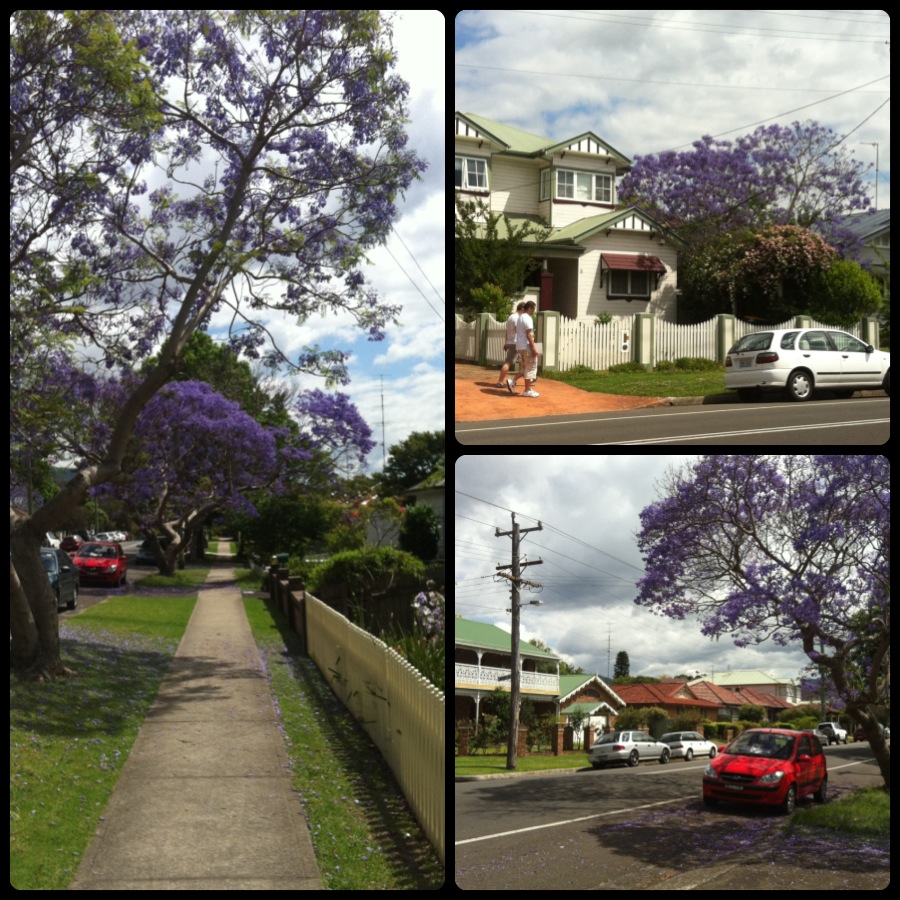 World Around White Admiral: Keindahan musim bunga di Australia