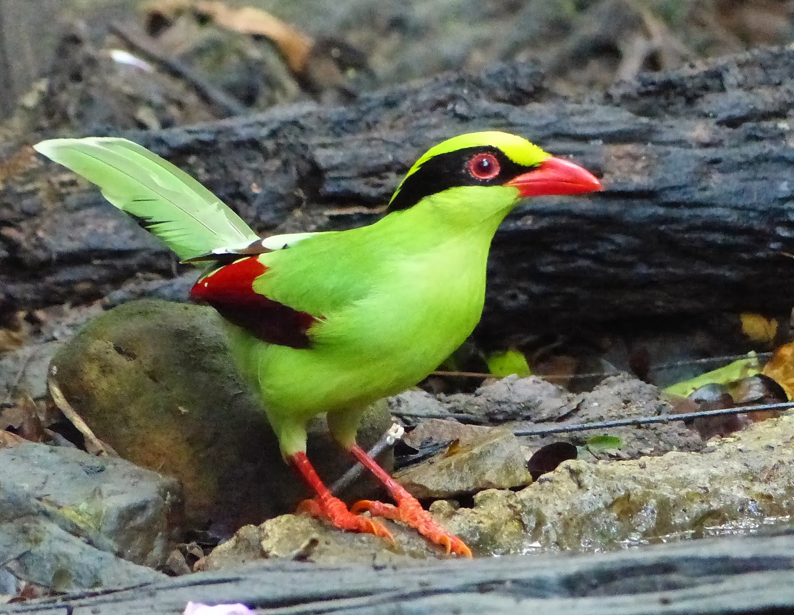 A.W.Birder: Always on the lookout for fine birds...: Thailand Photos ...