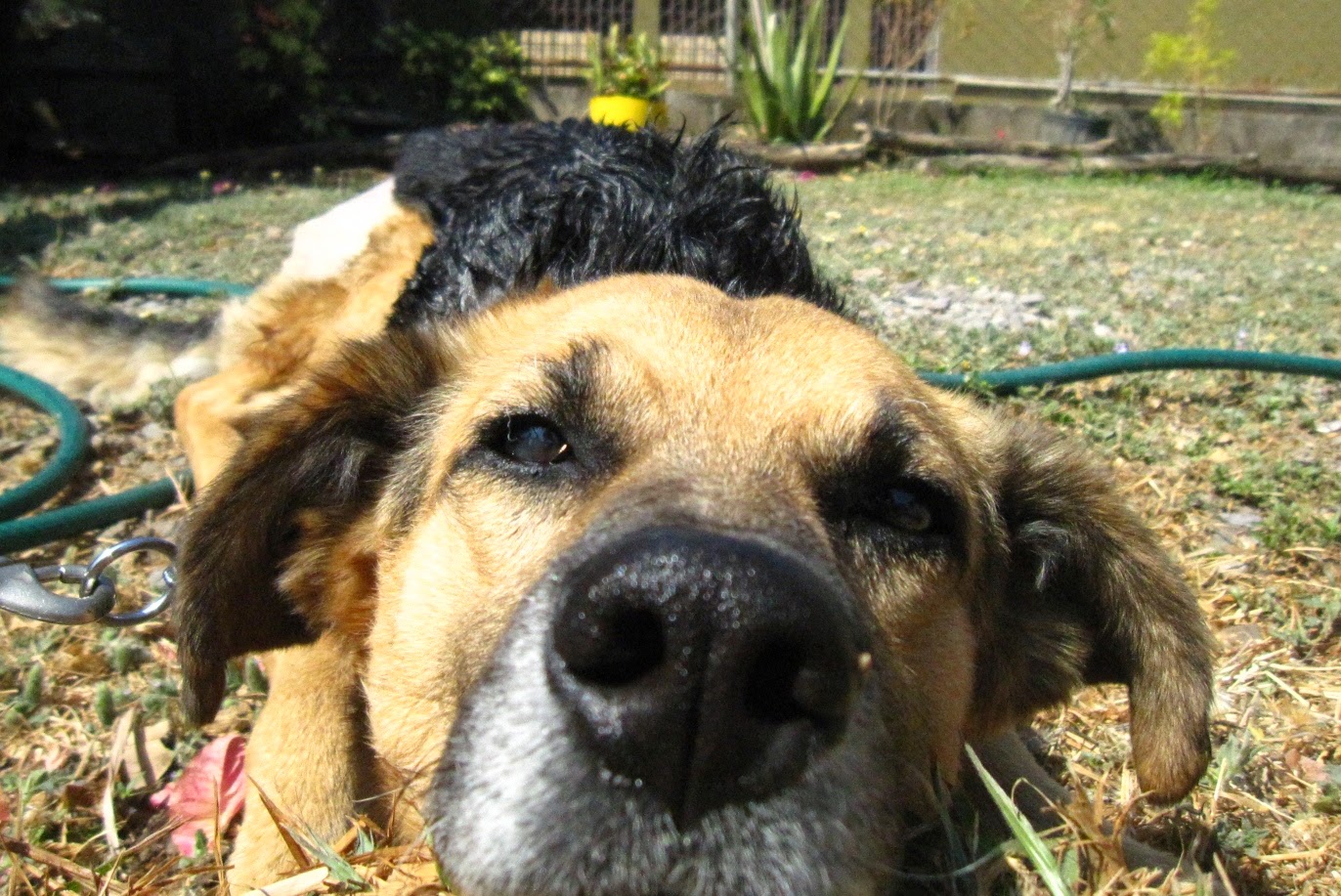 Mis Hijos Ladran: Capi.