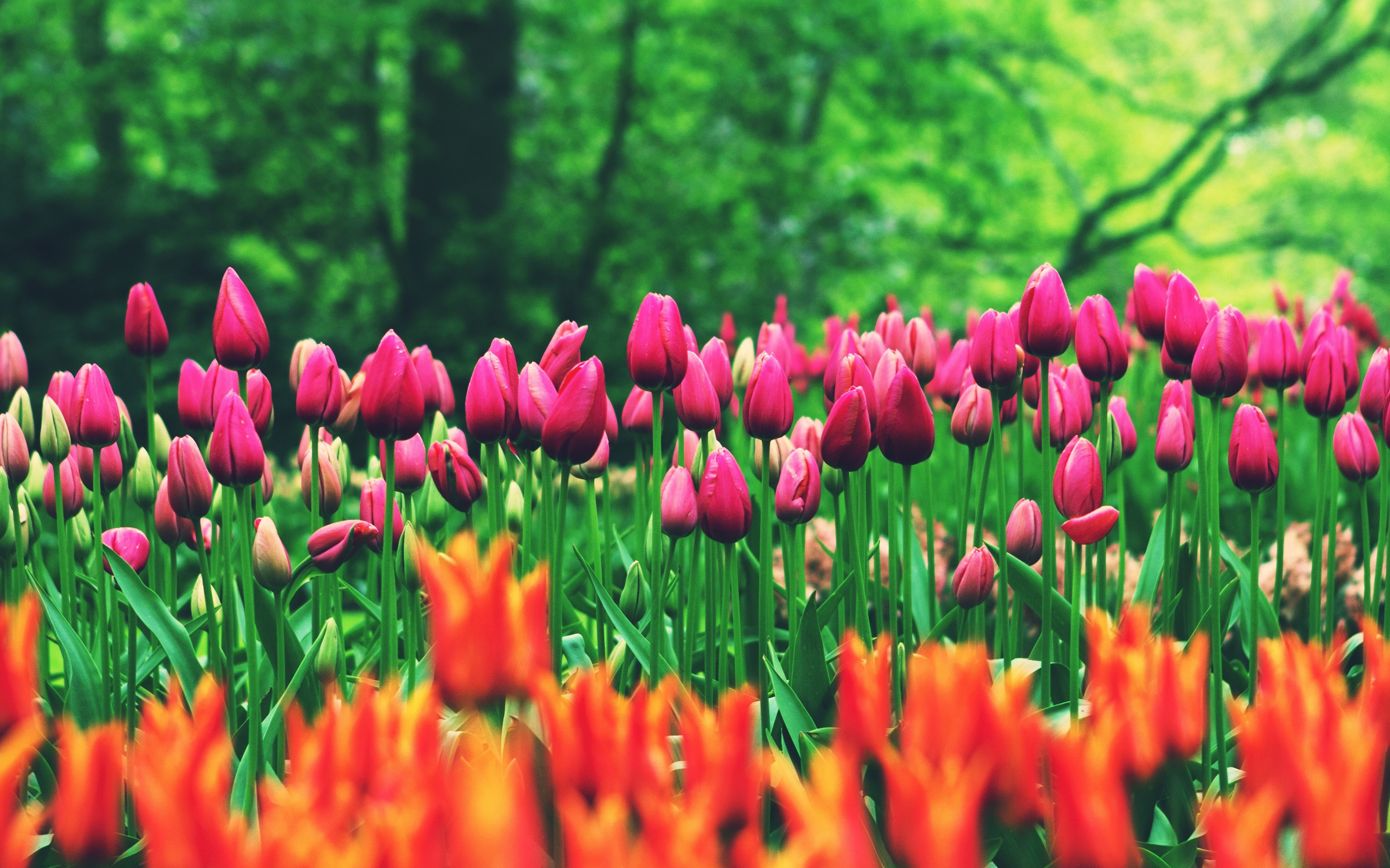 Flower Field, Tulips, 8K, 7680x4320, #46 Wallpaper iPhone Phone