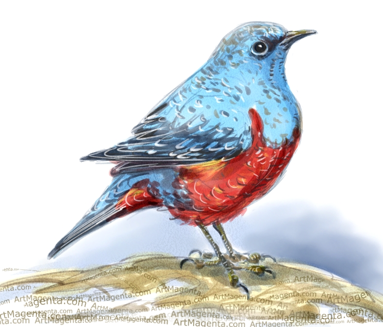 Birds: Blue rock thrush