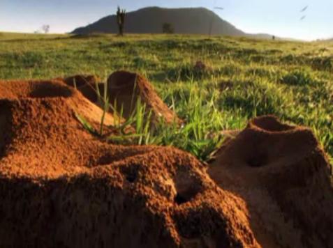O Ambiente Nosso Amigo: A Formiga e o Formigueiro