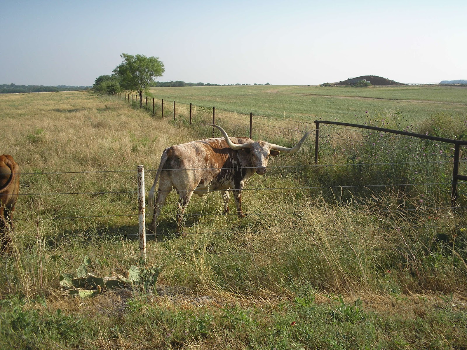 Pedal Pushers: Hamilton Hill-Aceous