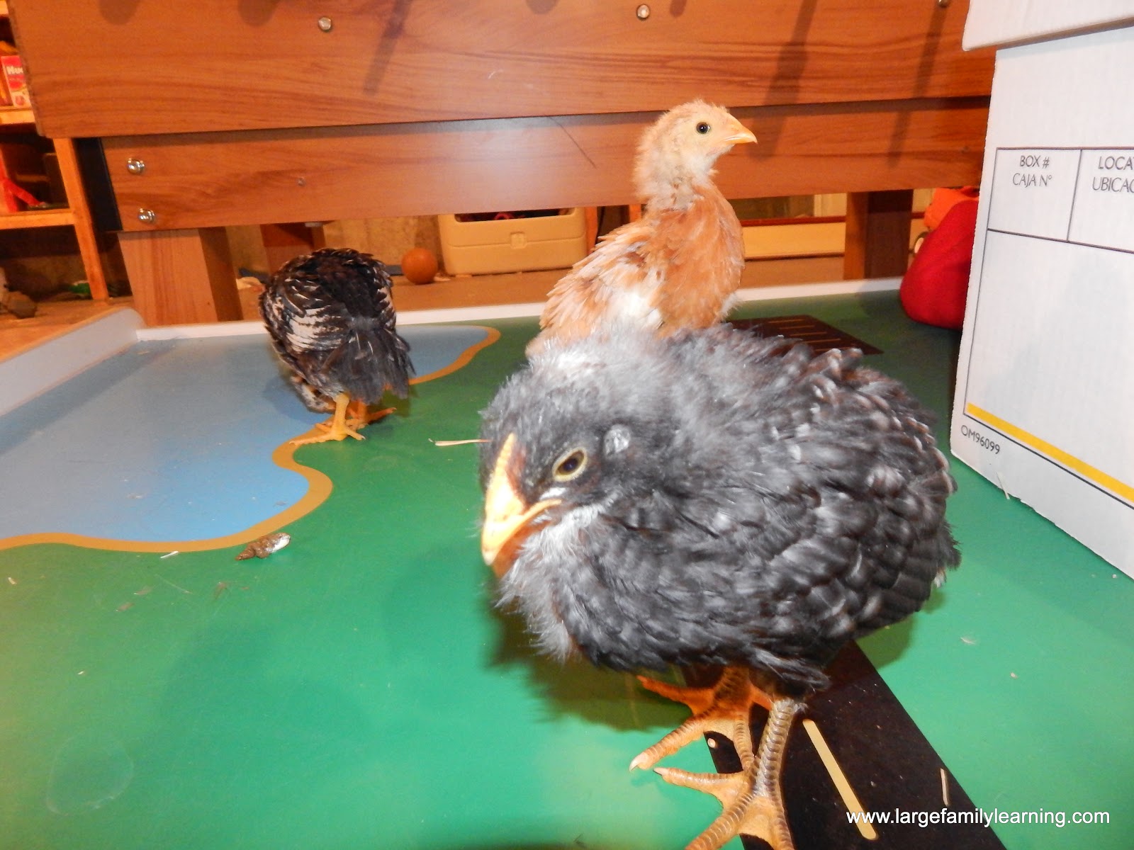 Large Family Learning : Raising Baby Chicks: 3 Weeks Old