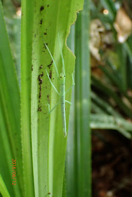 BunyipCo: The Peppermint Stick-Insect