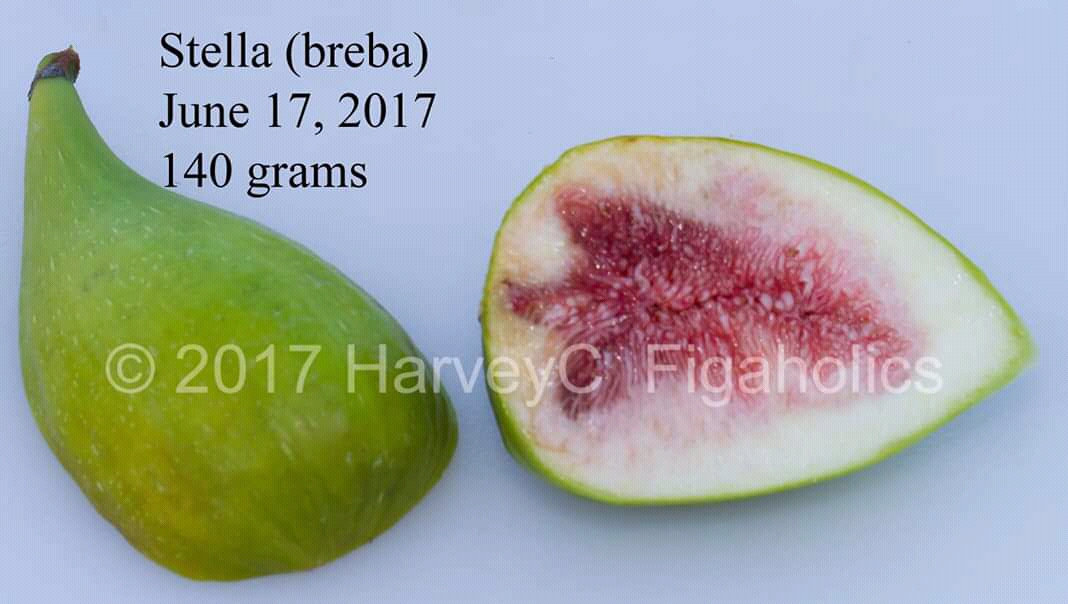 Cordi Stella Fig - Var Tin