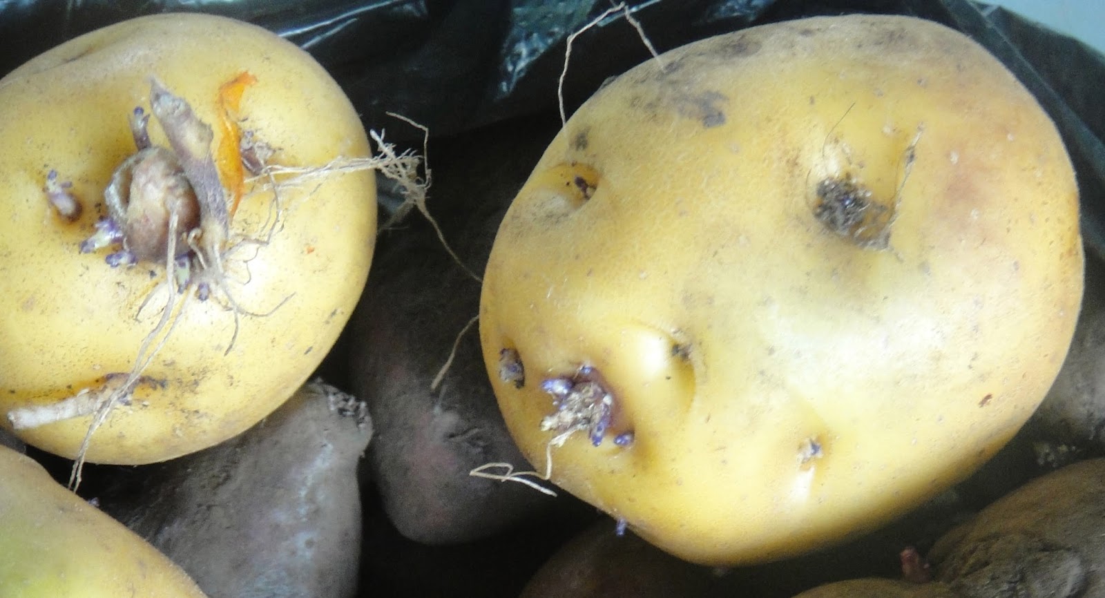 Backtoeden: Siembra de papa criolla