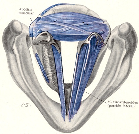 Técnica Vocal: INVESTIGACIÓN