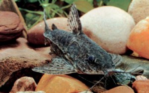 The family of aquarium fish catfish (Doradidae)