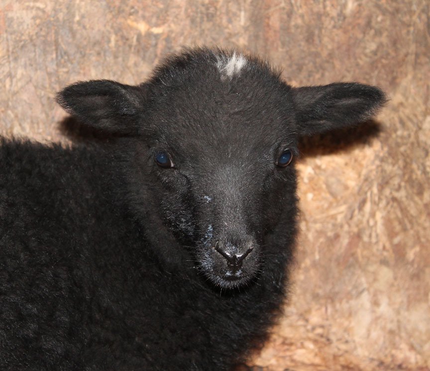 Antiquity Oaks: Birth and death and orphaned lambs