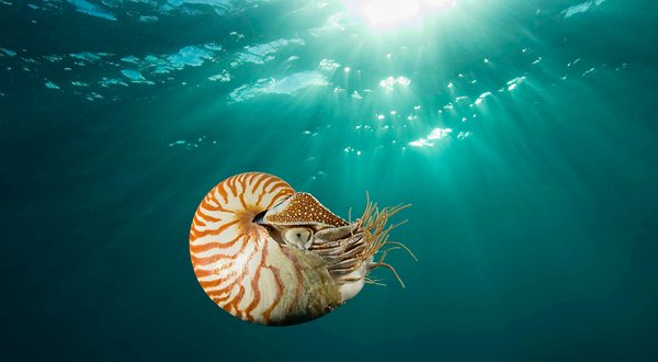 Conchology101: Chambered Nautilus
