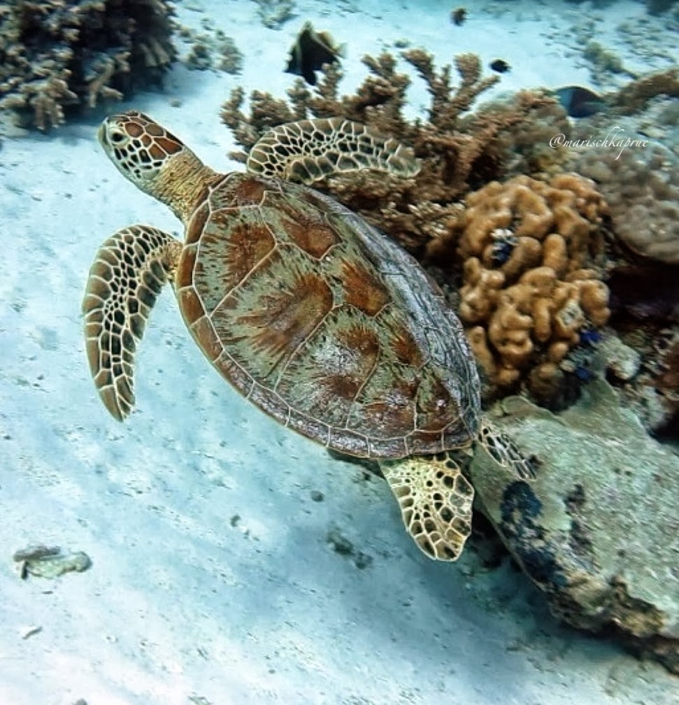 Turtle Traffic in Derawan, The Turtle's Haven. ~ Life Is An Absurd Journey