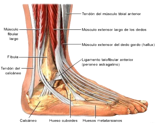 INRA: Resonancia de tobillo y la importancia anatomica