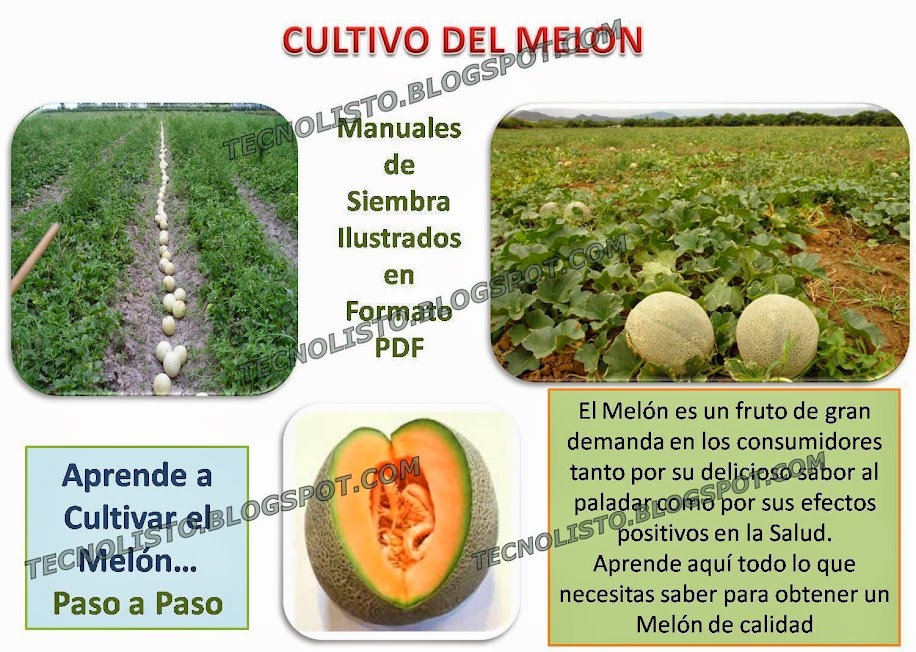 Todos los Manuales que Necesitas: Manual de Cultivo Siembra de Melón