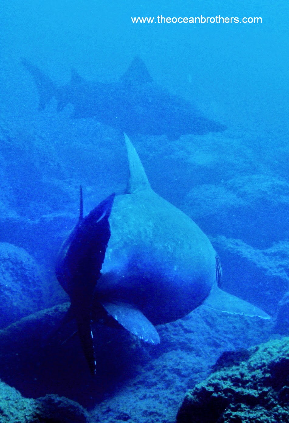 Canarian Sea: Kleinzahn-Sandtigerhai – Odontaspis ferox