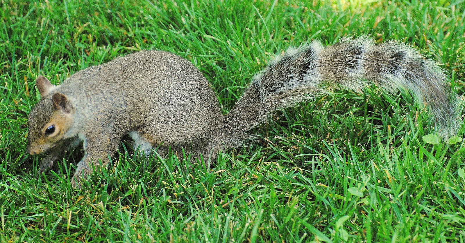 Camera on King & Aurora : The squirrel with the raccoon tail