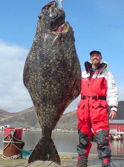 Vestlandet fiske i Kvinnherad: Kjempekveito