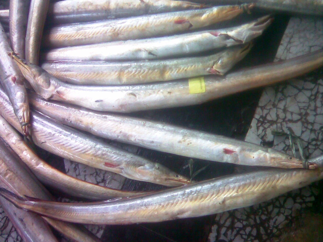 Ikan laut beku