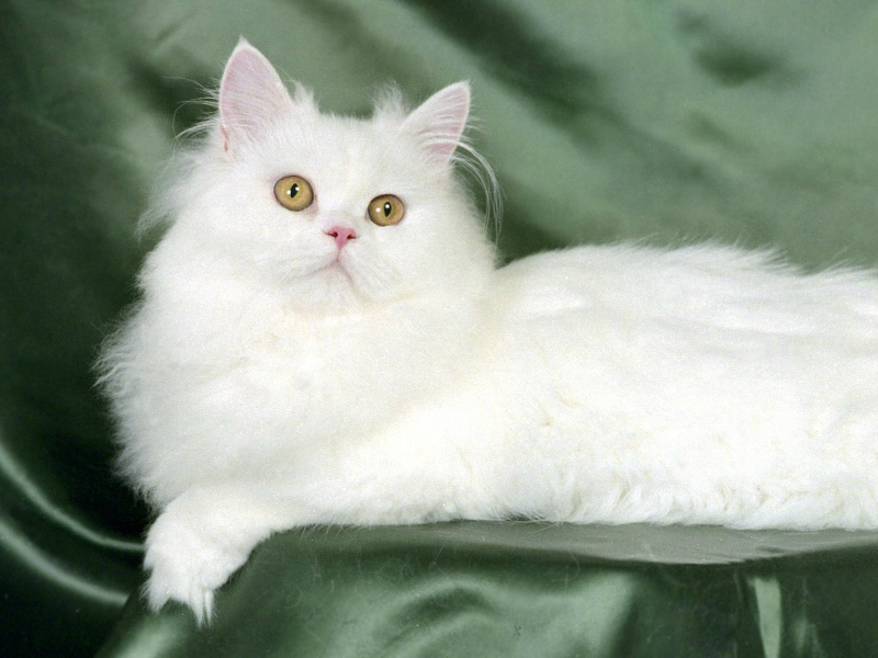 Jenis Kucing dan Masalah Kesehatan Kucing